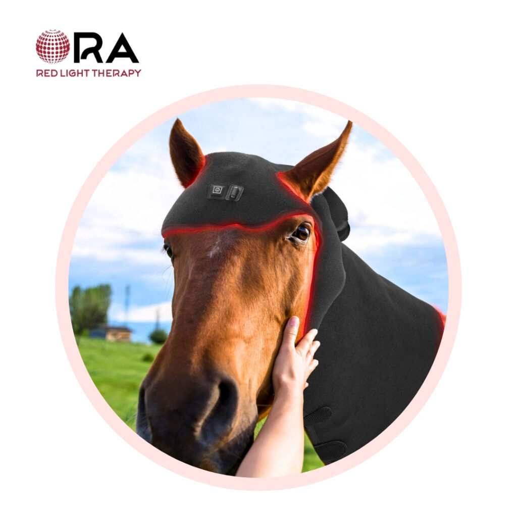 ORA for Horses Head - ORA Red Light Therapy